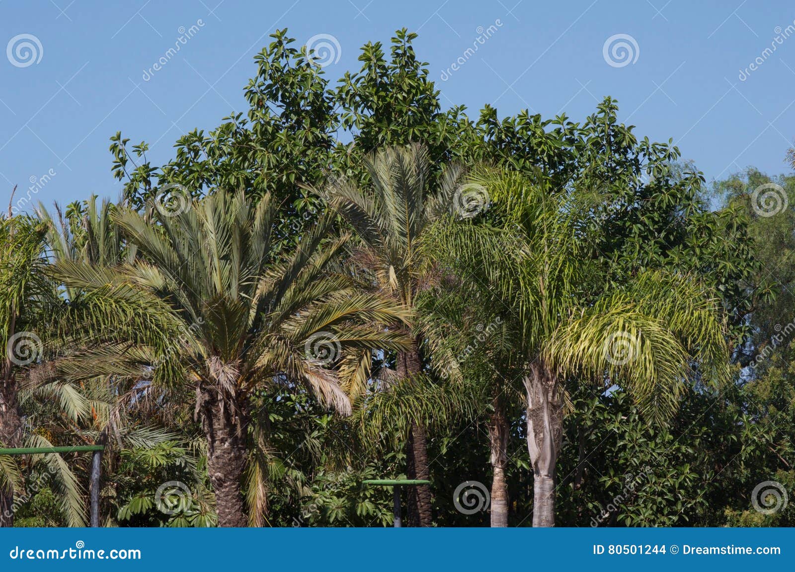 Tropical Trees Stock Photo | CartoonDealer.com #80501244