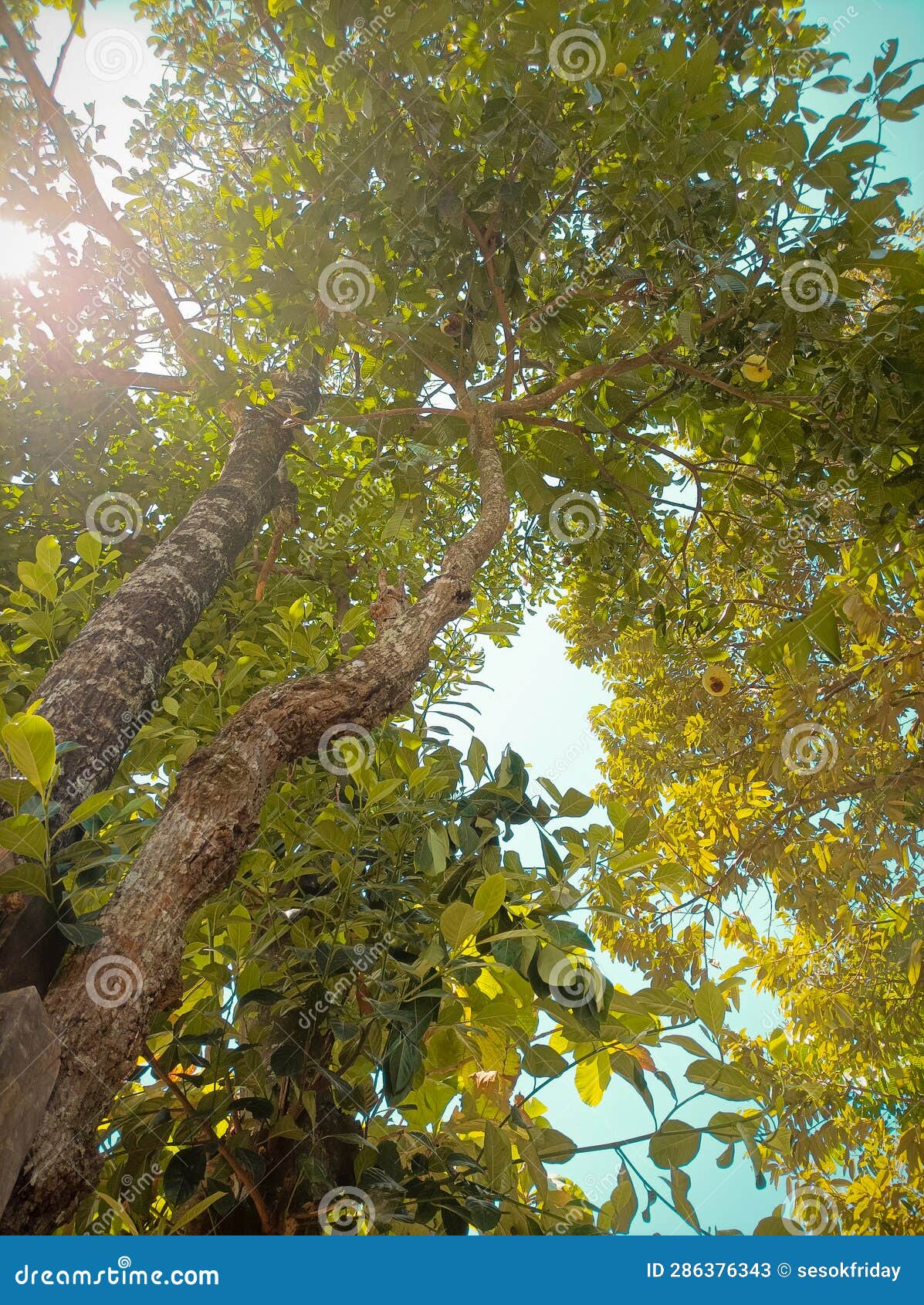 Tropical Trees Angle from Below Stock Image - Image of fresh, angle ...