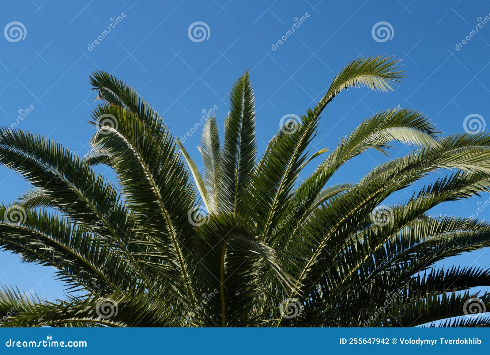 Tropical Trees Background. Coco Palms on Blue Sky. Palms Texture ...