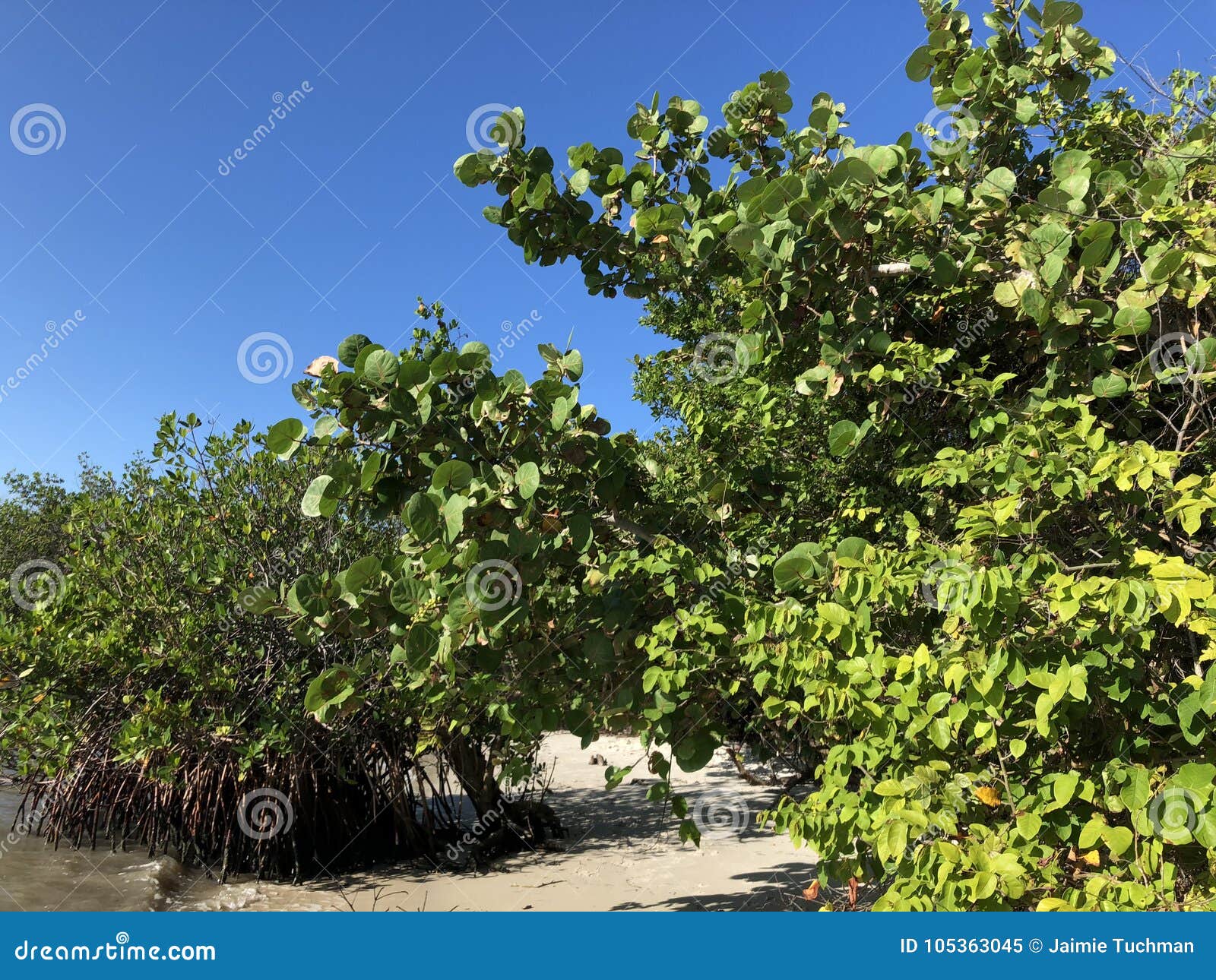 Tropical Trees on the Beach of an Island Stock Image - Image of florida ...