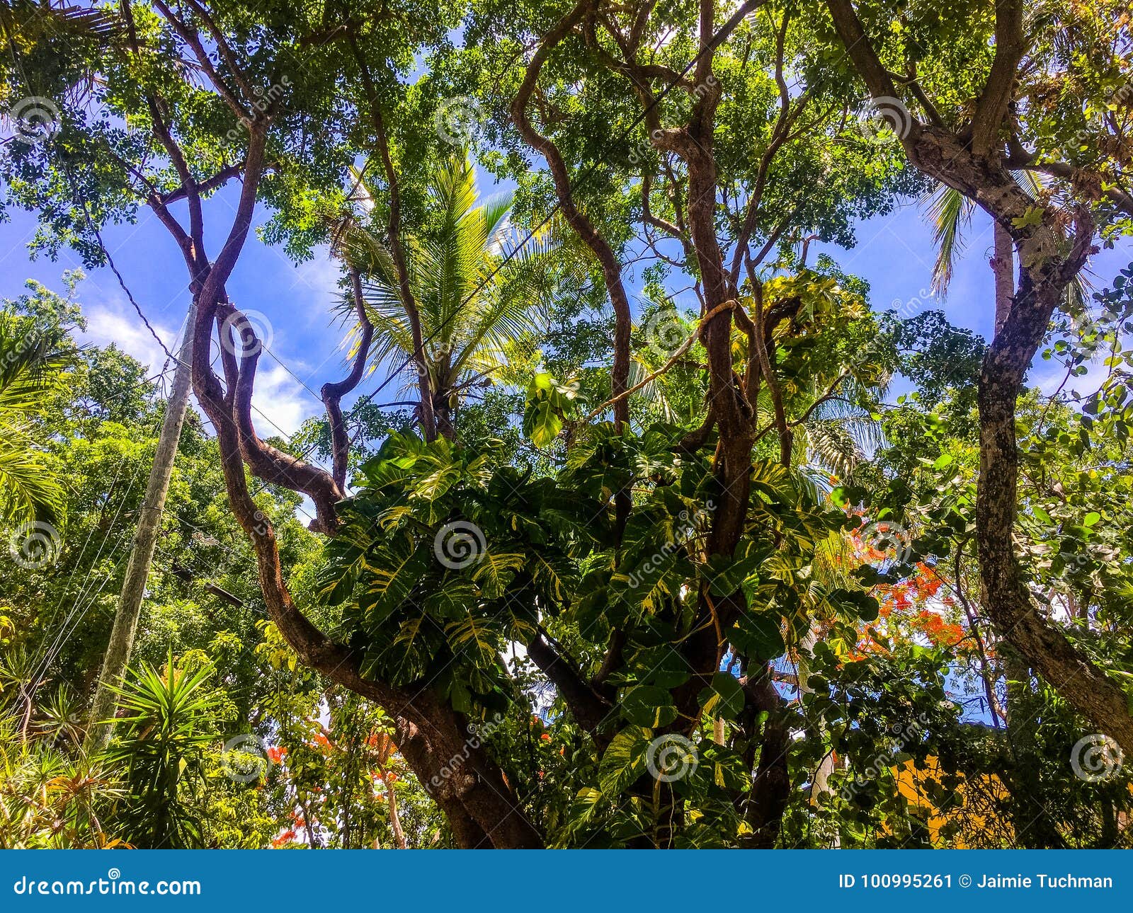 Tropical Trees in the Florida Keys Stock Image - Image of background ...