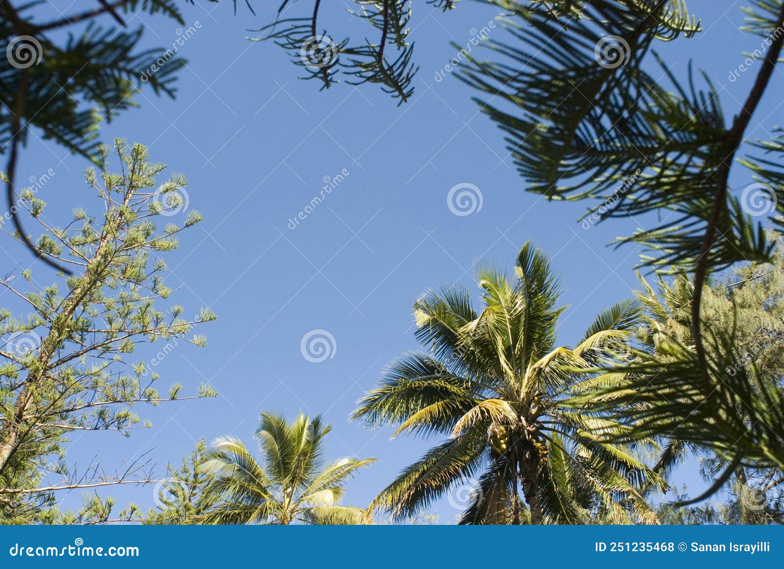 Tropical Trees Framing a Blue Sky Stock Photo - Image of trees, frame ...