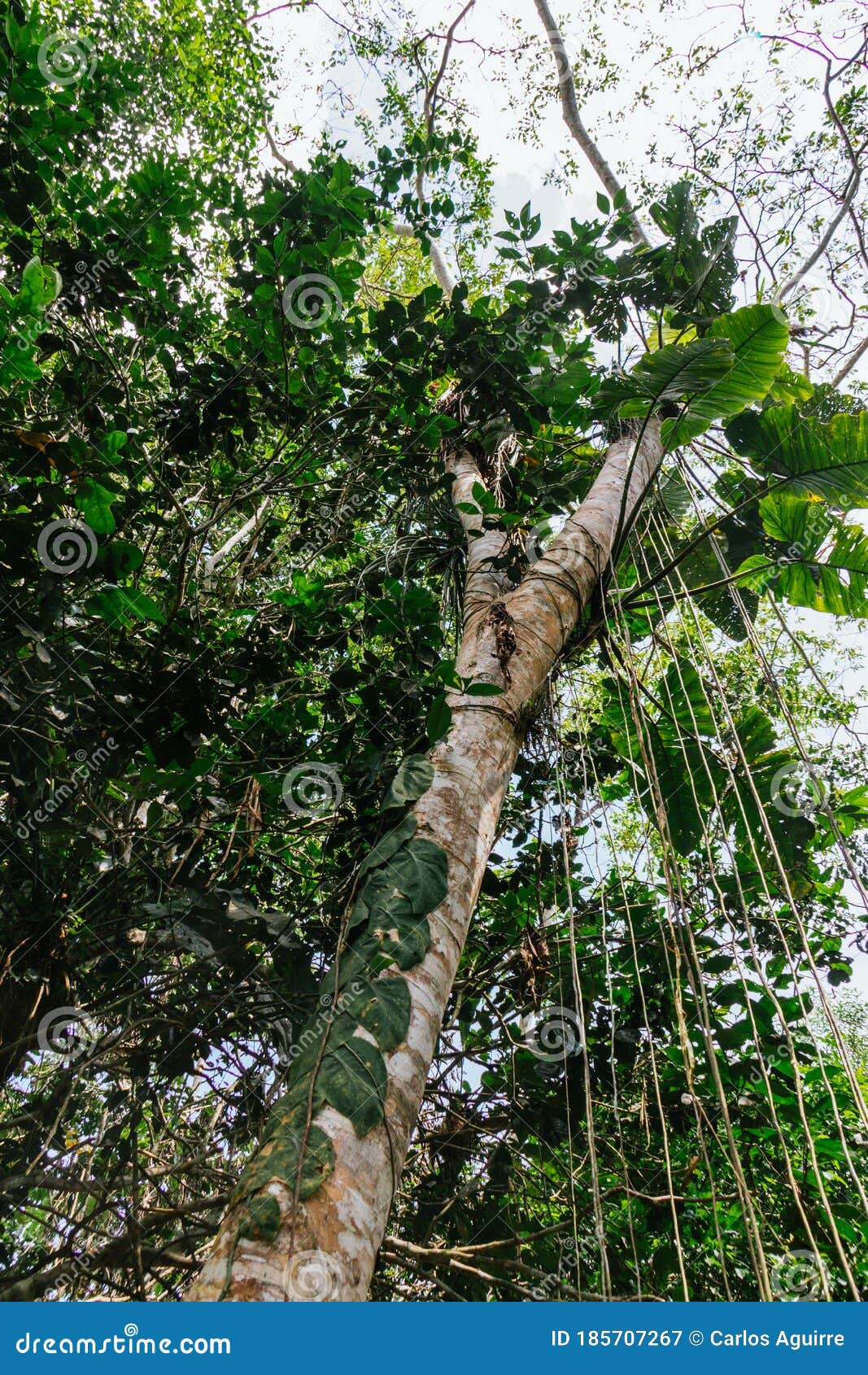 Tropical Trees, Green and White Background, Vegetation of the Amazon ...