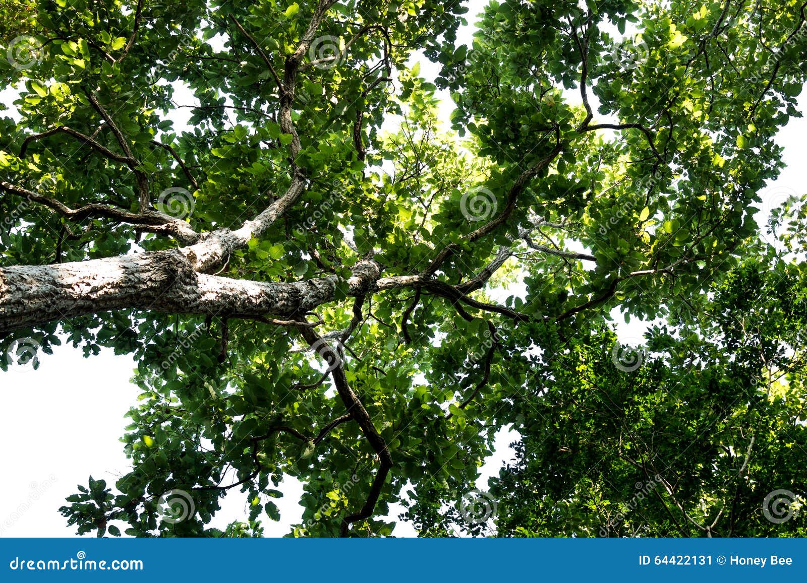 Tropical trees stock image. Image of nature, tropical - 64422131