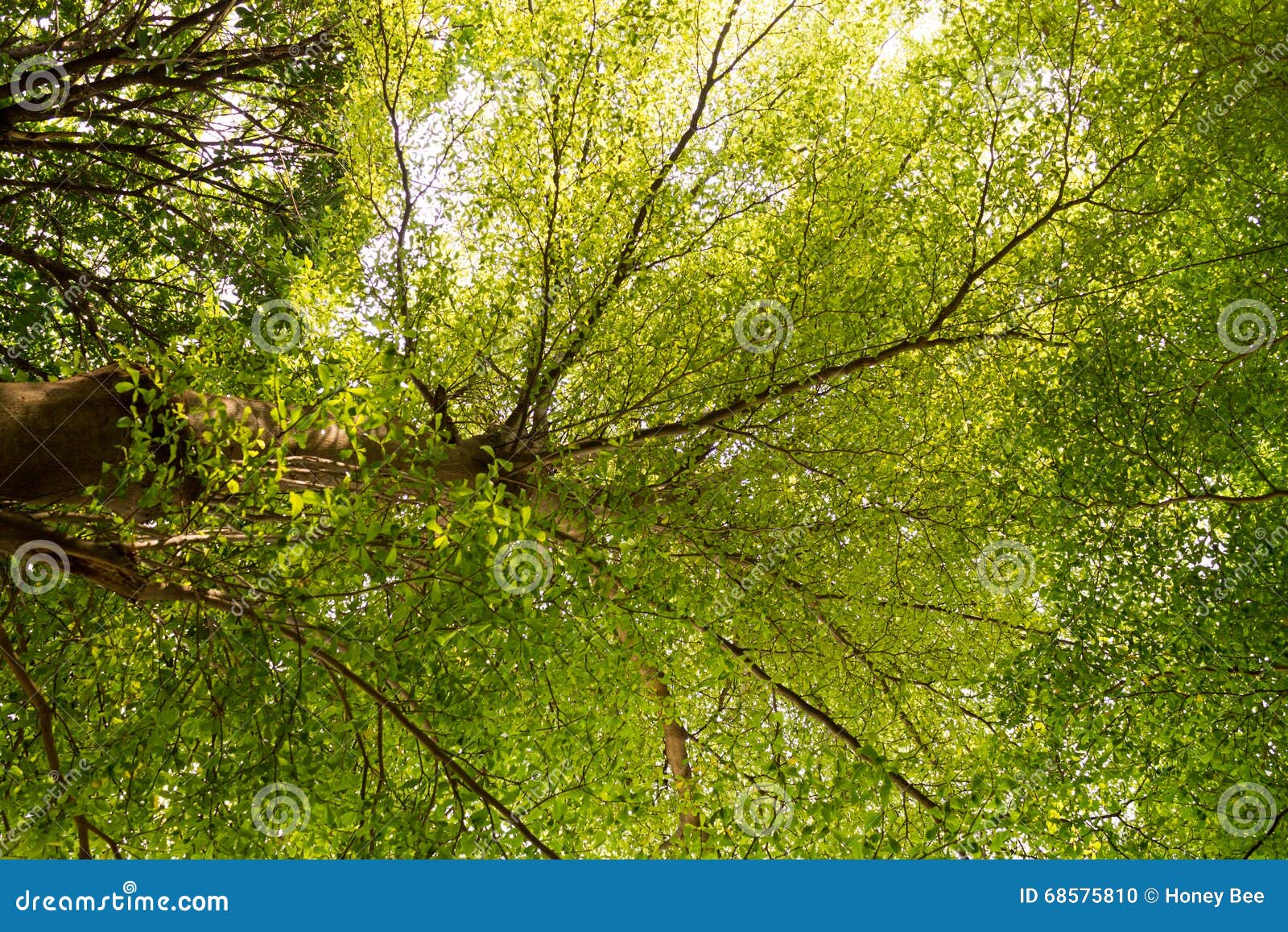 Tropical trees stock photo. Image of forest, garden, green - 68575810