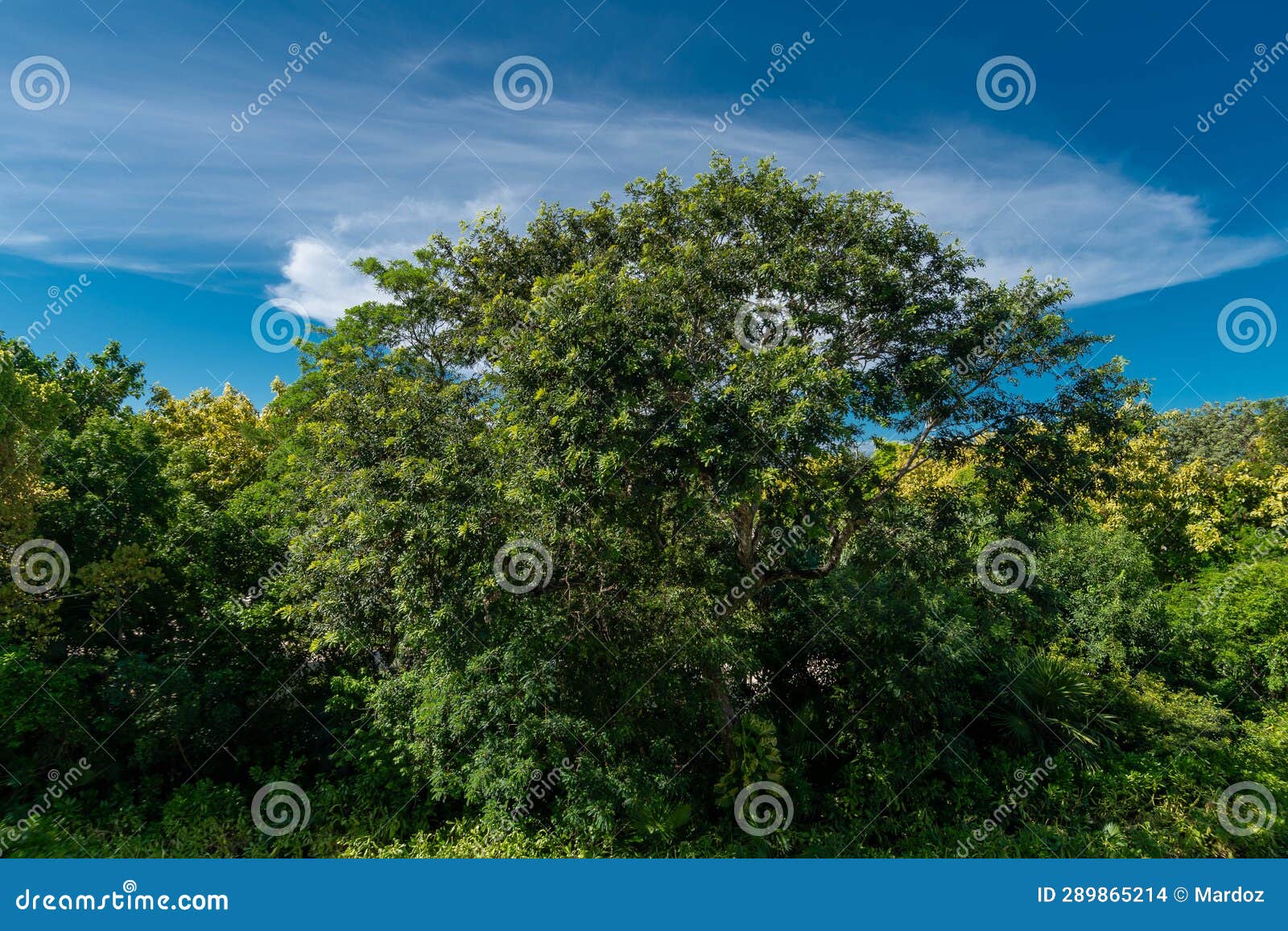 Tropical Trees in the Mexican Caribbean Stock Photo - Image of country ...
