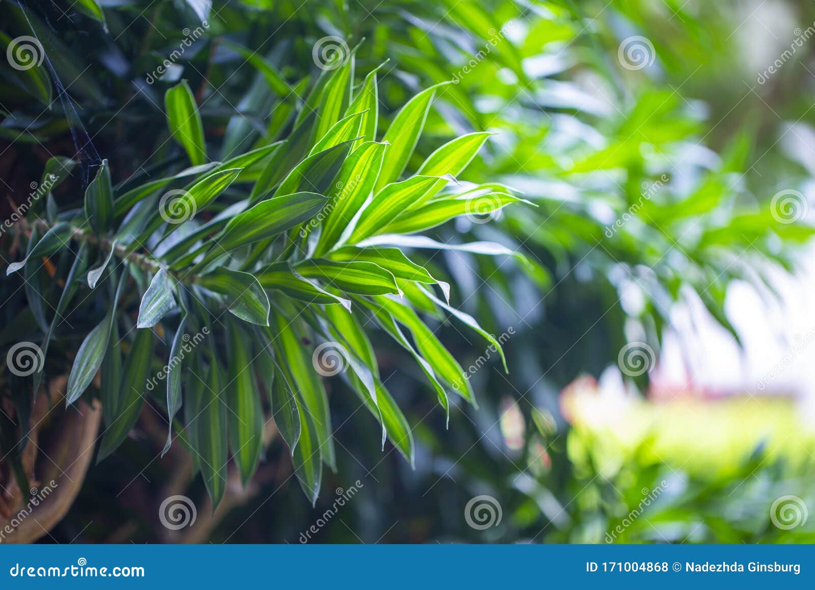 Tropical trees after rain stock photo. Image of dark - 171004868