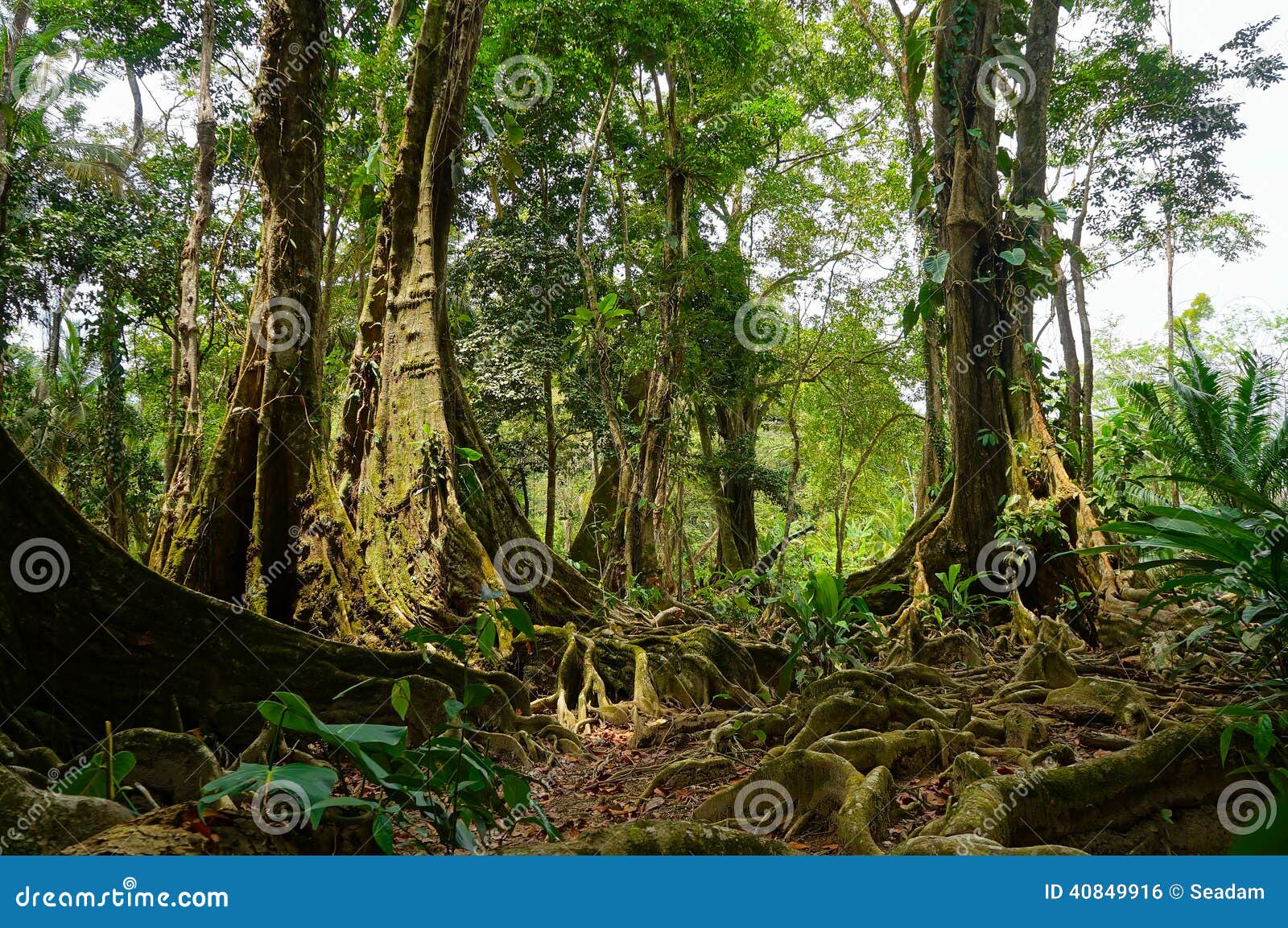 Tropical Trees and Roots in the Jungle Stock Photo - Image of rica ...