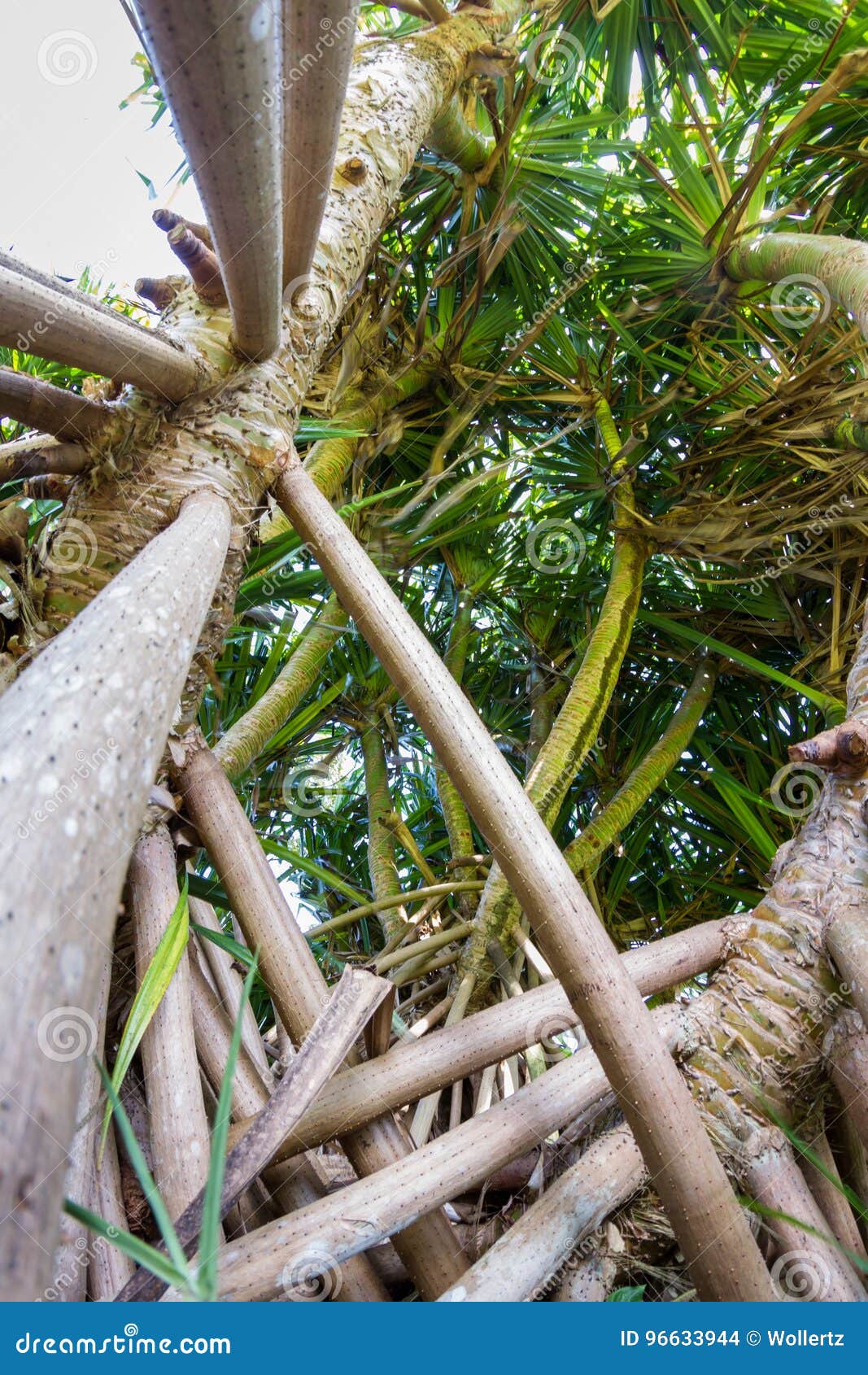 Tropical Trees with Shallow Roots Stock Photo - Image of penis, close ...