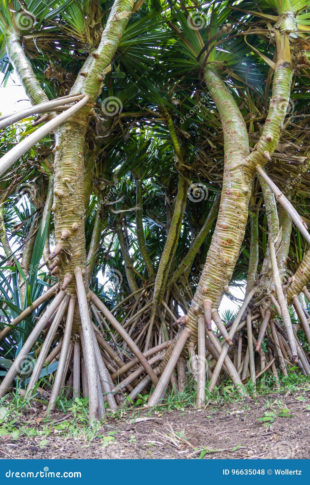 Tropical Trees with Shallow Roots Stock Photo - Image of long, erotica ...