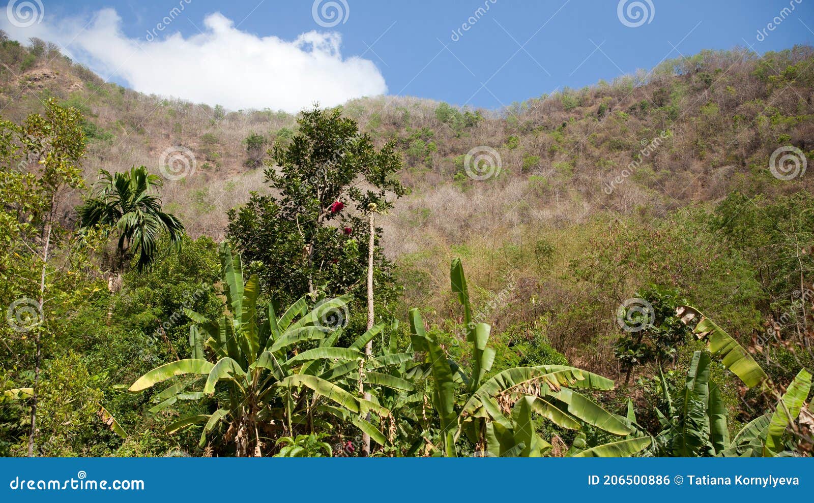 Tropical Trees on Top of the Mountain Stock Photo - Image of background ...