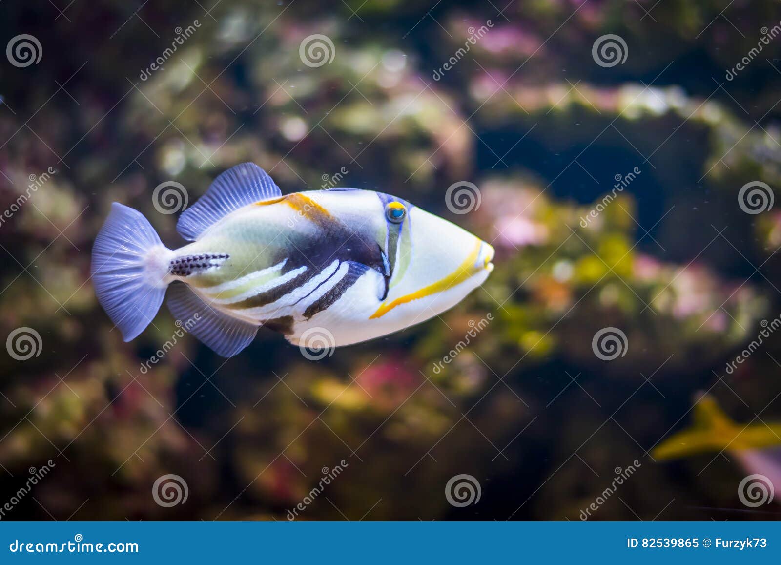 Tropical Triggerfish in Aquarium Stock Image - Image of water, colorful ...