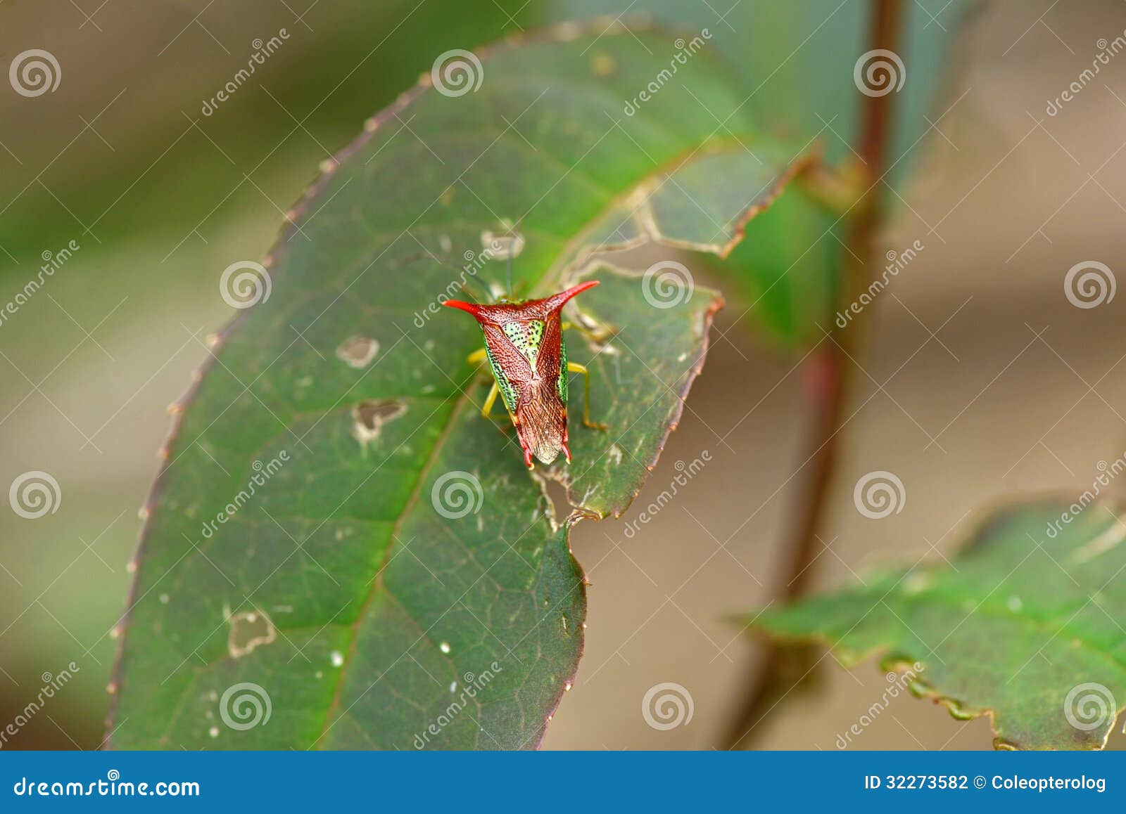 Tropical true bug stock photo. Image of true, macro, nature - 32273582