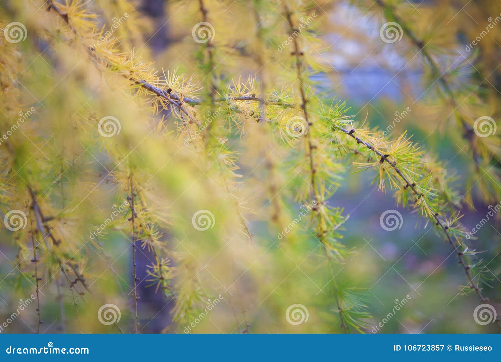 Tropical twigs background stock image. Image of nature - 106723857