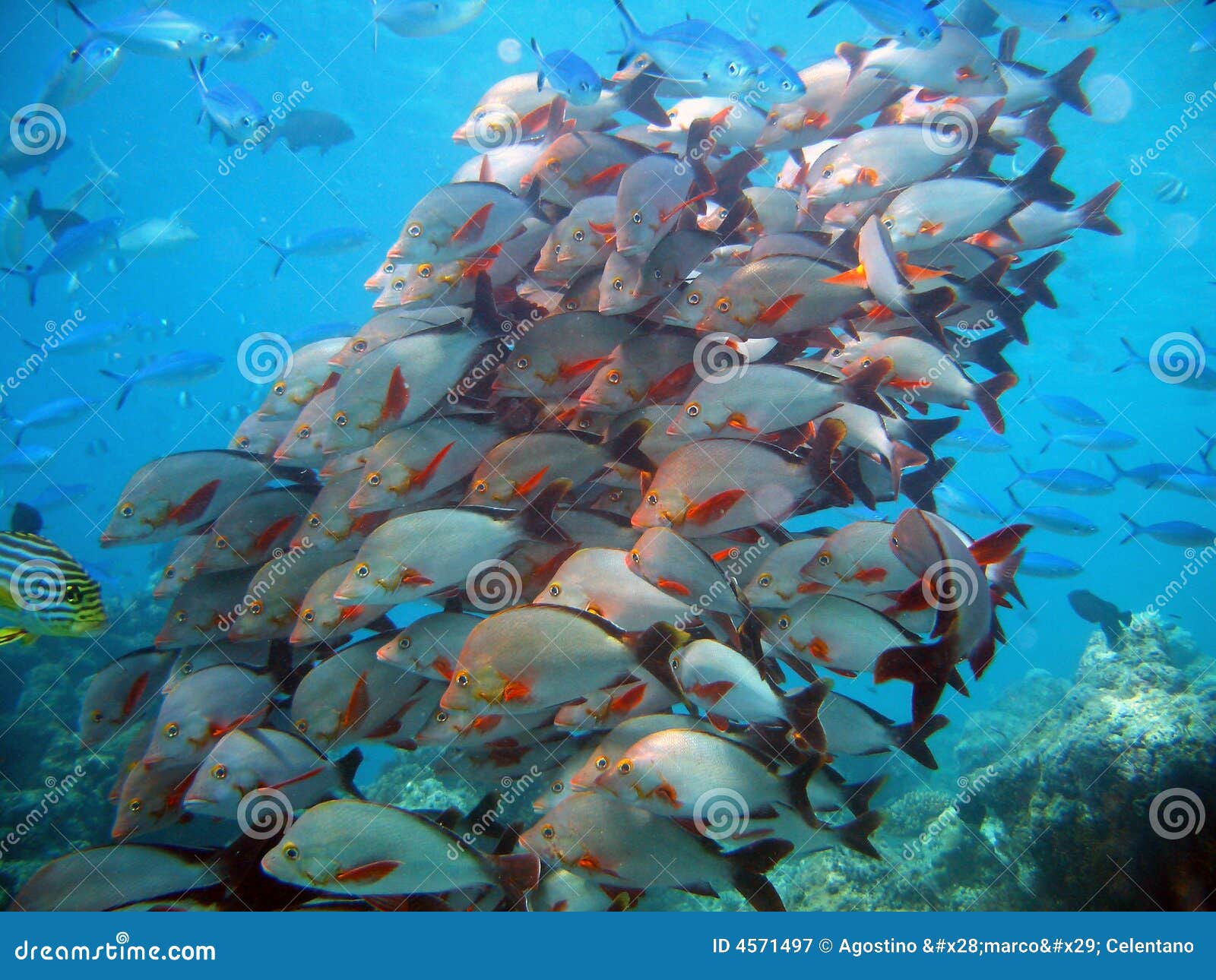Tropical twister stock image. Image of floating, fish - 4571497