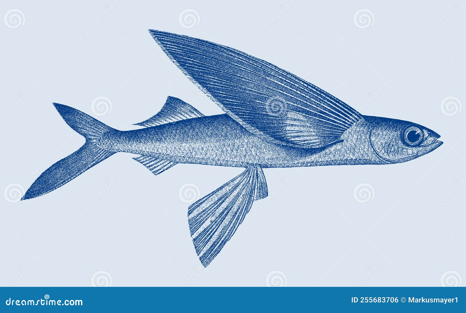Flyingfish Cartoons, Illustrations & Vector Stock Images - 54 Pictures ...