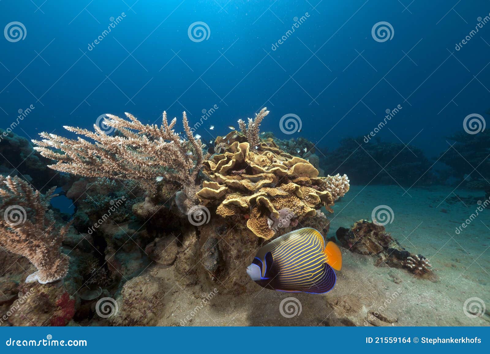 Tropical Underwater Life in the Red Sea. Stock Photo - Image of ...