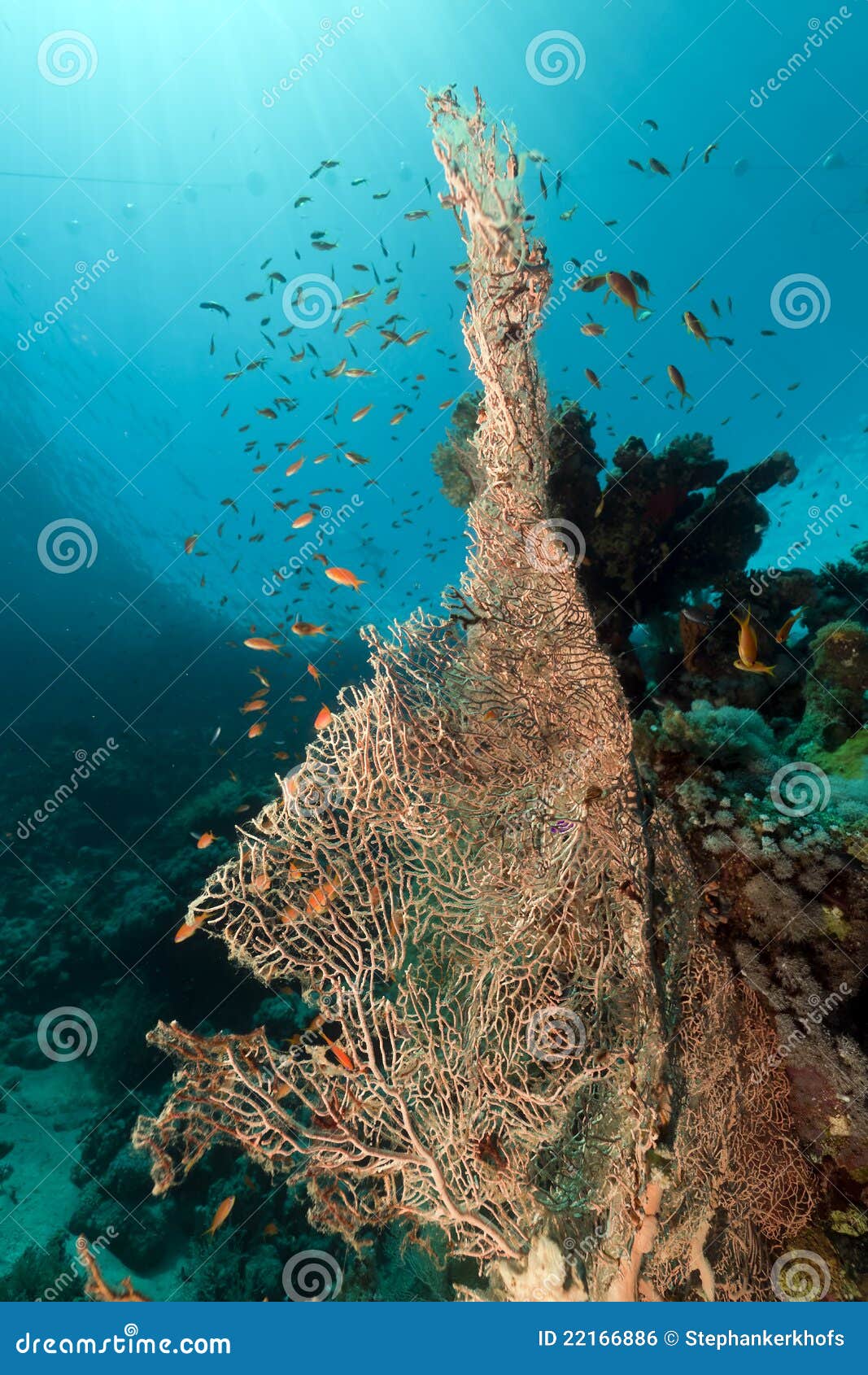 Tropical Underwater Life in the Red Sea. Stock Photo - Image of ...