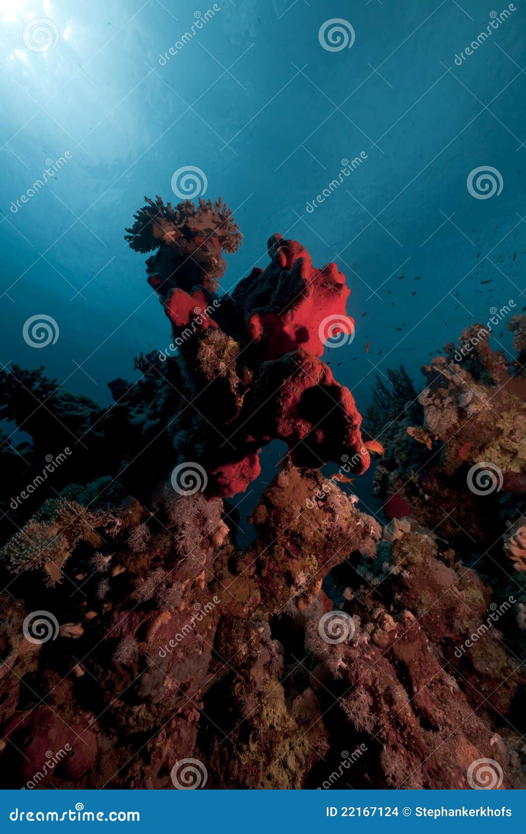 Tropical Underwater Life in the Red Sea. Stock Photo - Image of ...