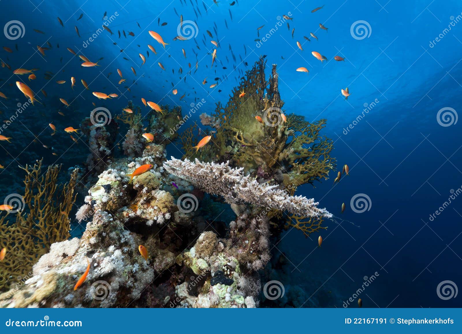 Tropical Underwater Life in the Red Sea. Stock Image - Image of sunray ...