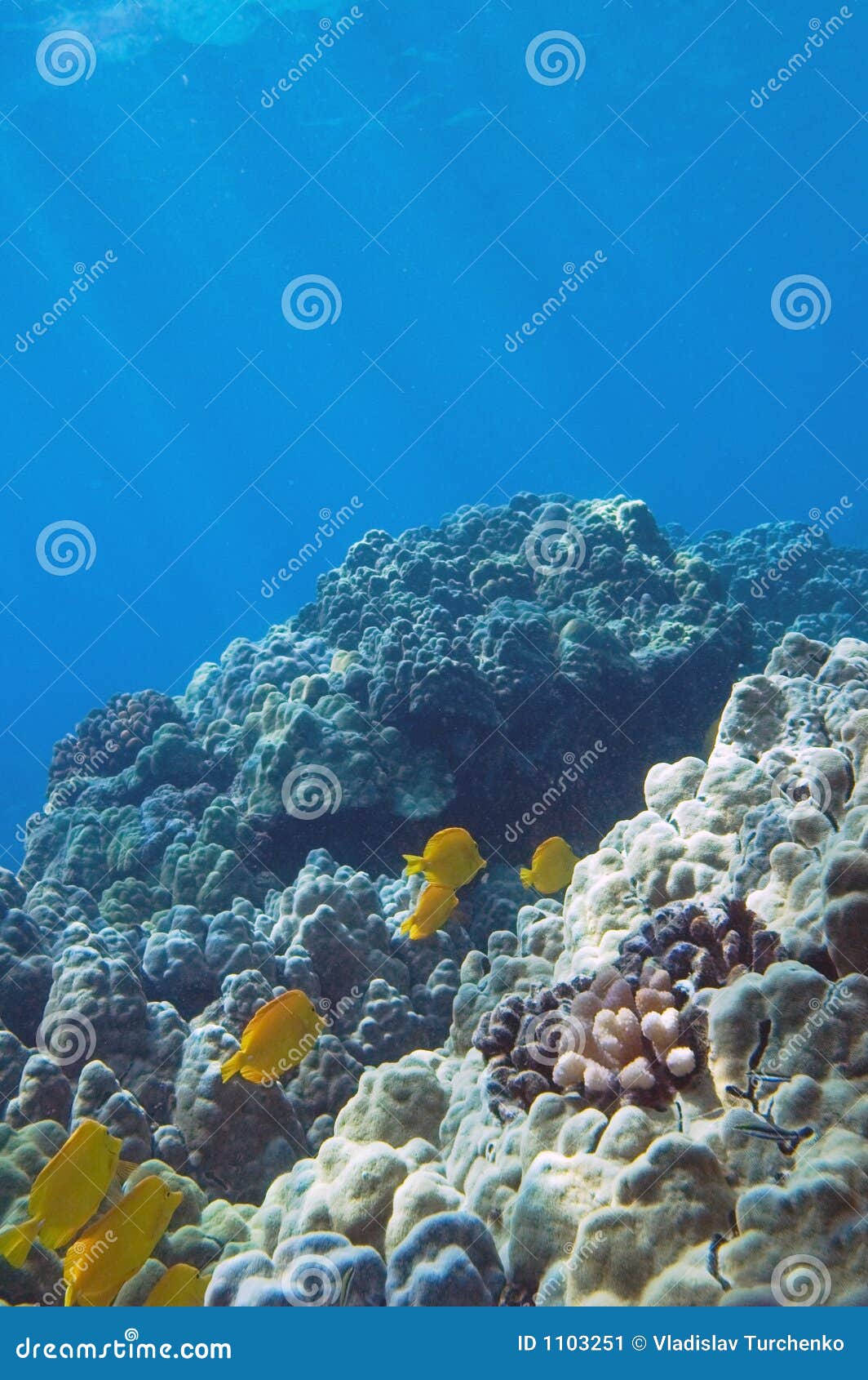 Tropical Underwater scene stock image. Image of travel - 1103251