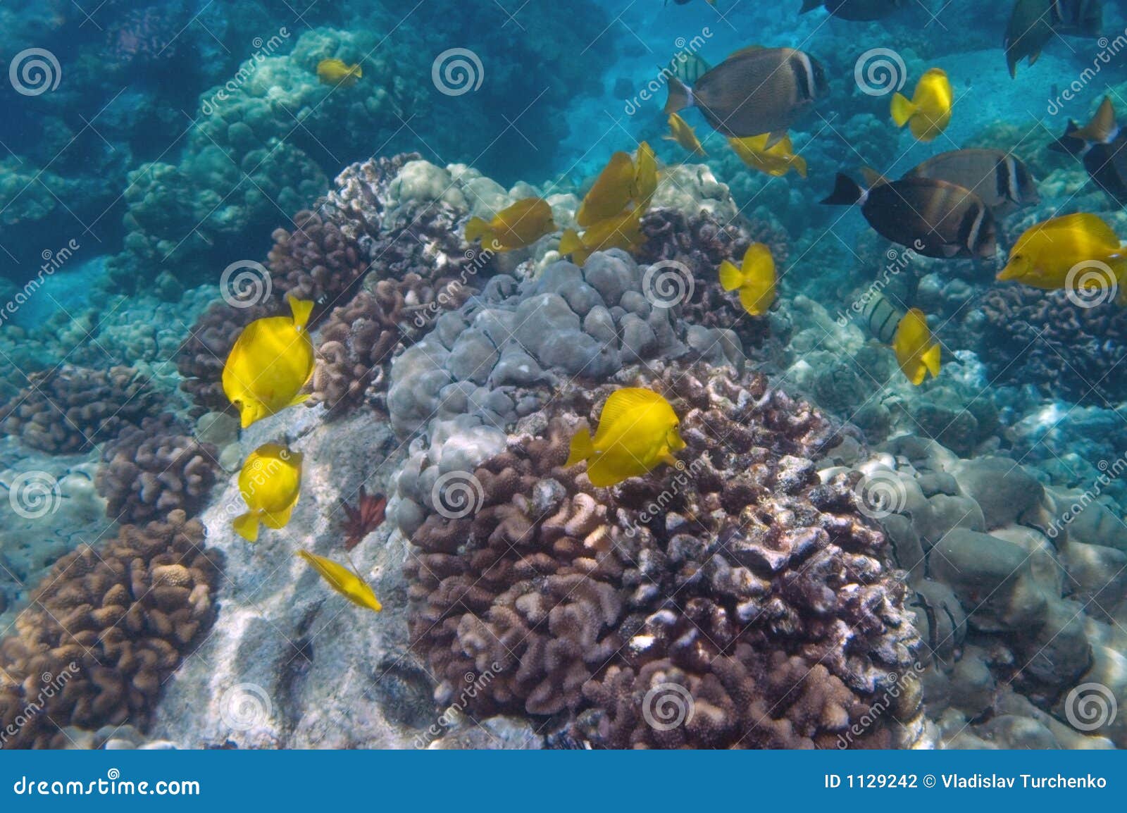 Tropical Underwater scene stock photo. Image of underwater - 1129242