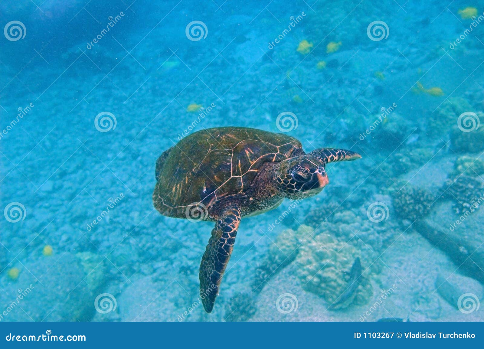 Tropical Underwater Scene - Sea Turtle Stock Image - Image of vacation ...