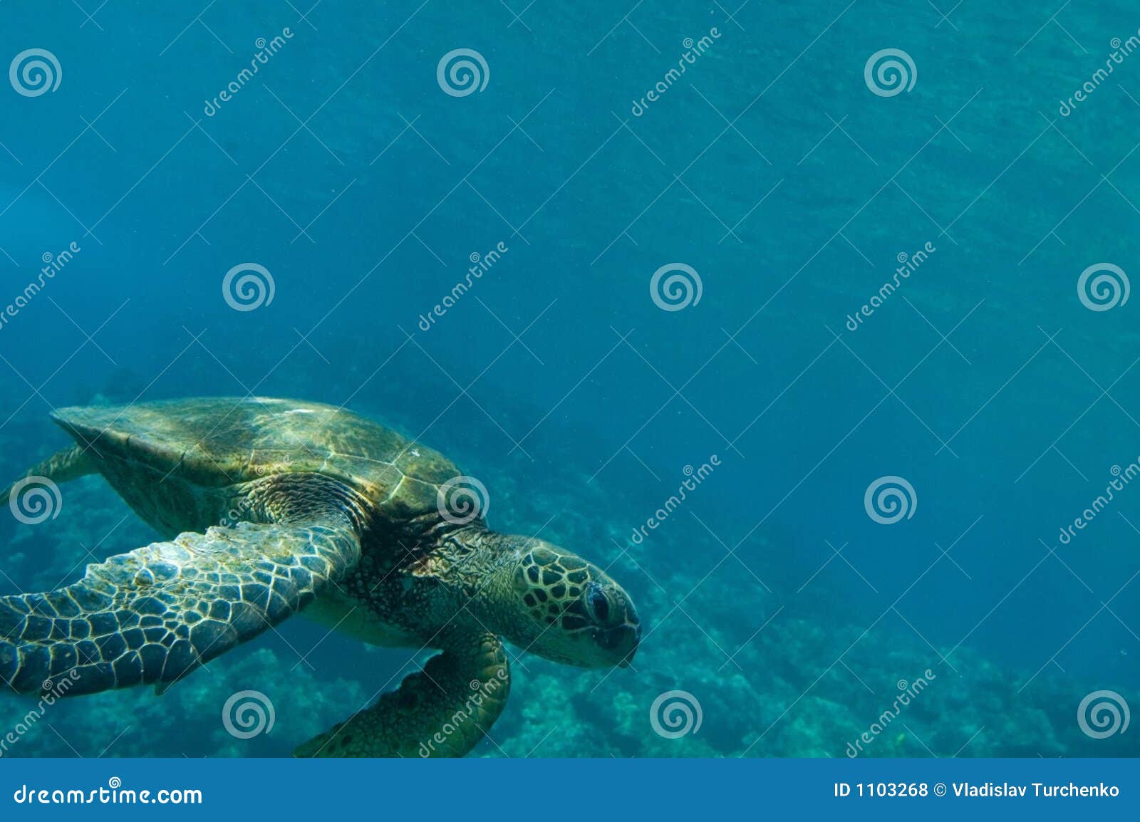 Tropical Underwater Scene - Sea Turtle Stock Photo - Image of clear ...
