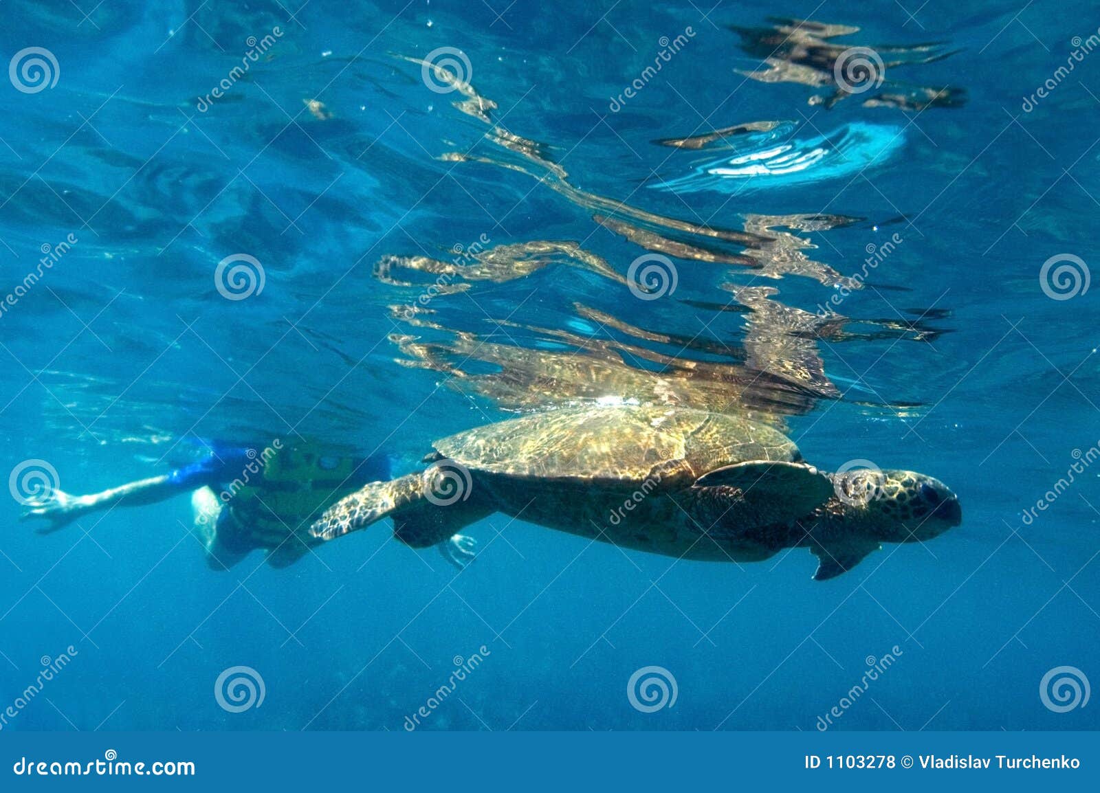 Tropical Underwater Scene - Sea Turtle Stock Photo - Image of watch ...