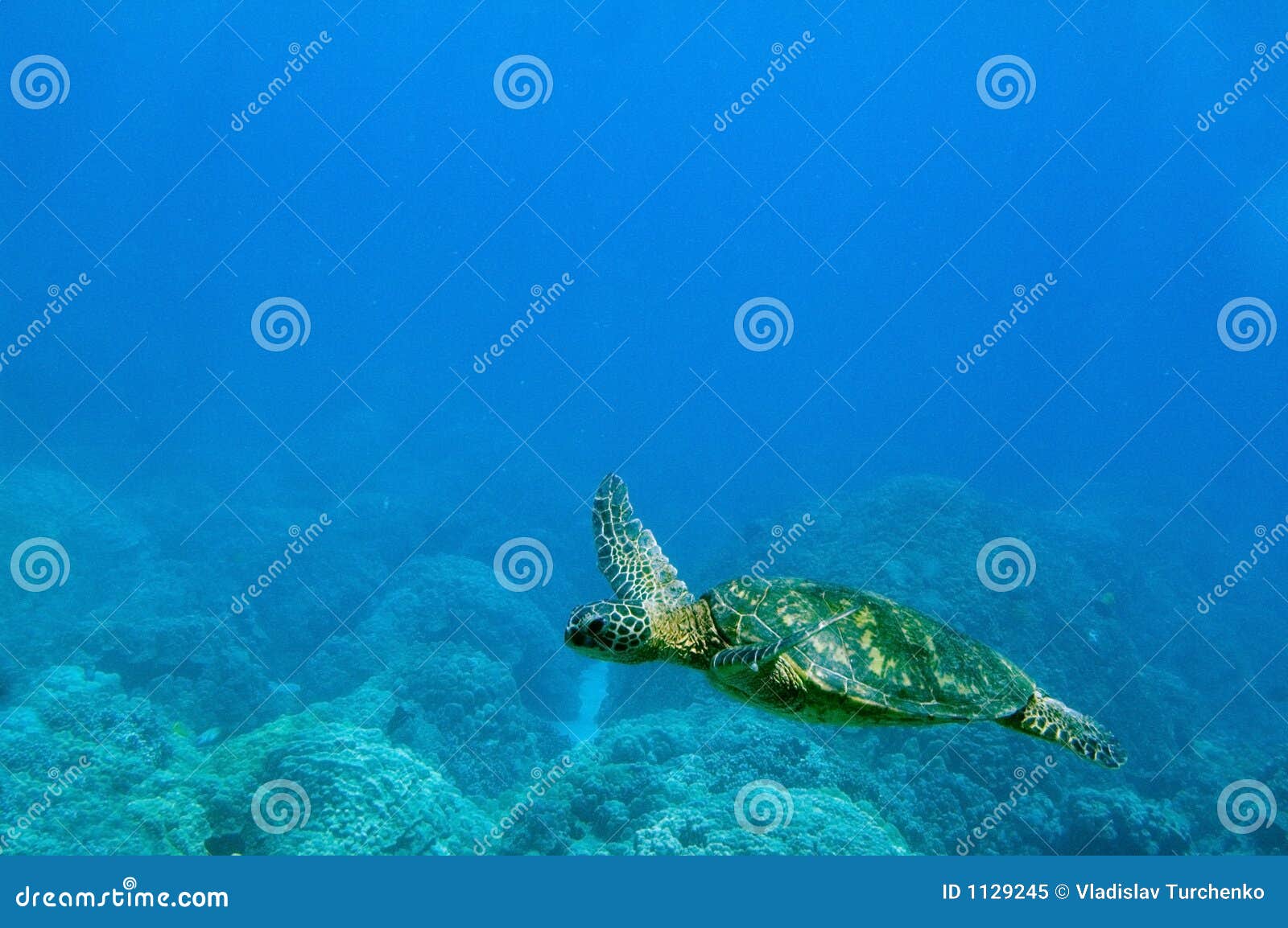 Tropical Underwater Scene - Sea Turtle Stock Image - Image of scuba ...
