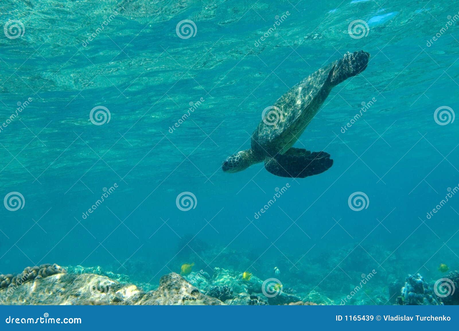 Tropical Underwater Scene - Sea Turtle Stock Image - Image of snuba ...