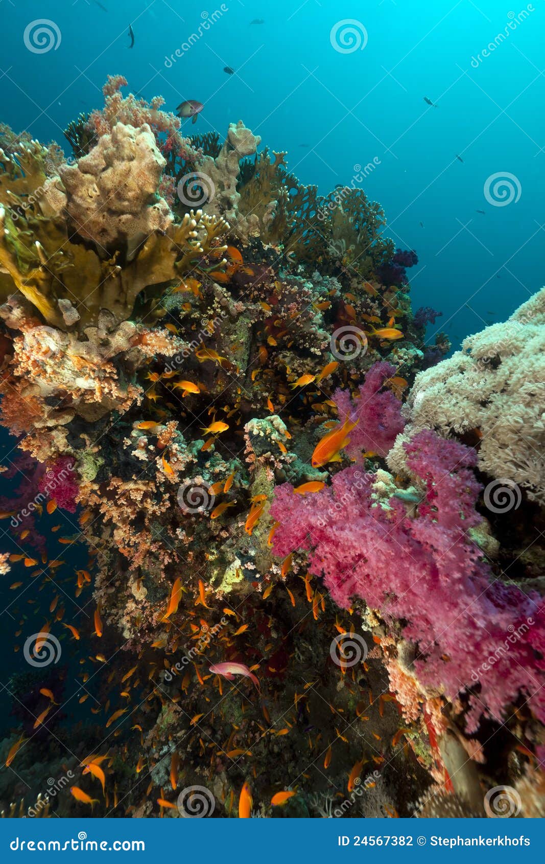 Tropical Underwater Scenery in the Red Sea. Stock Photo - Image of sand ...