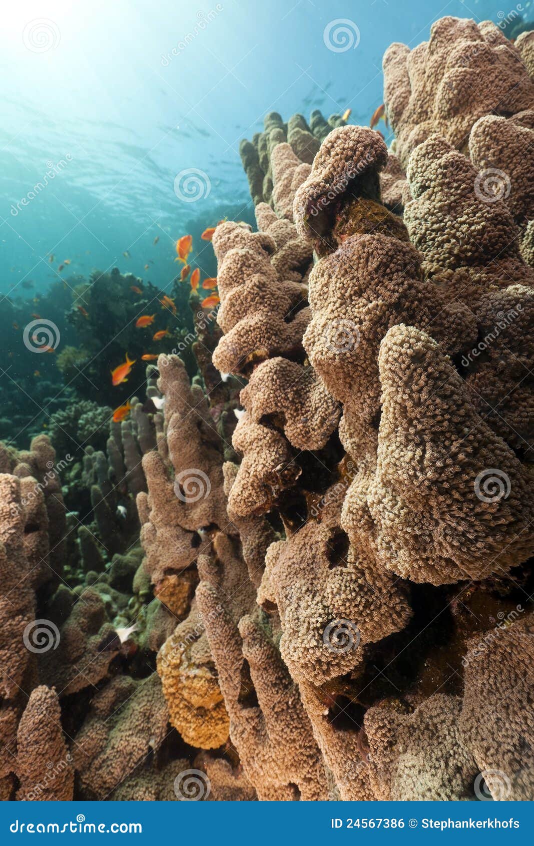 Tropical Underwater Scenery in the Red Sea. Stock Photo - Image of reef ...
