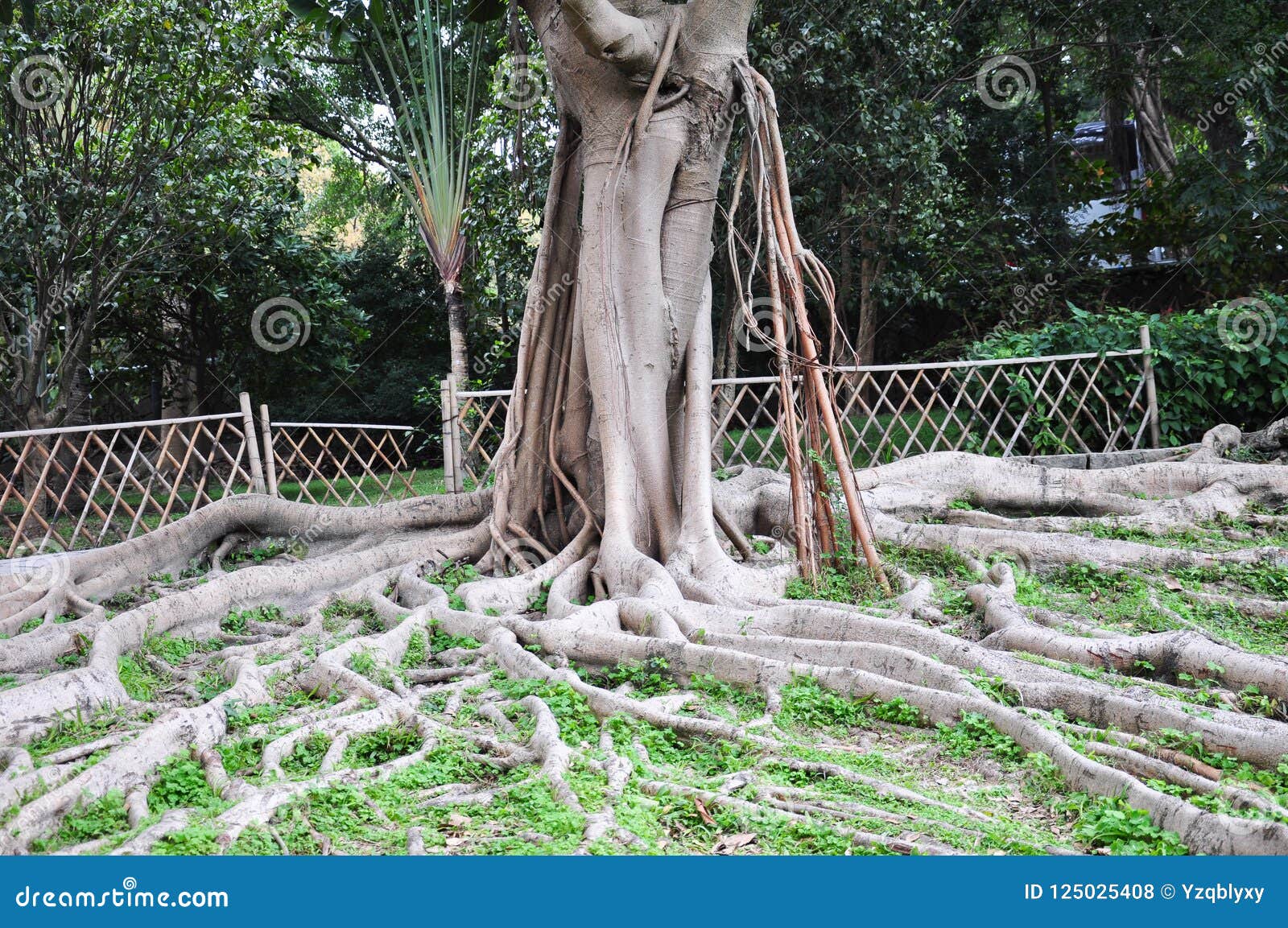 Tree roots stock photo. Image of stump, unique, park - 125025408