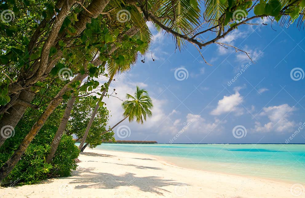 Tropical unspoilt beach stock image. Image of holiday - 11768951
