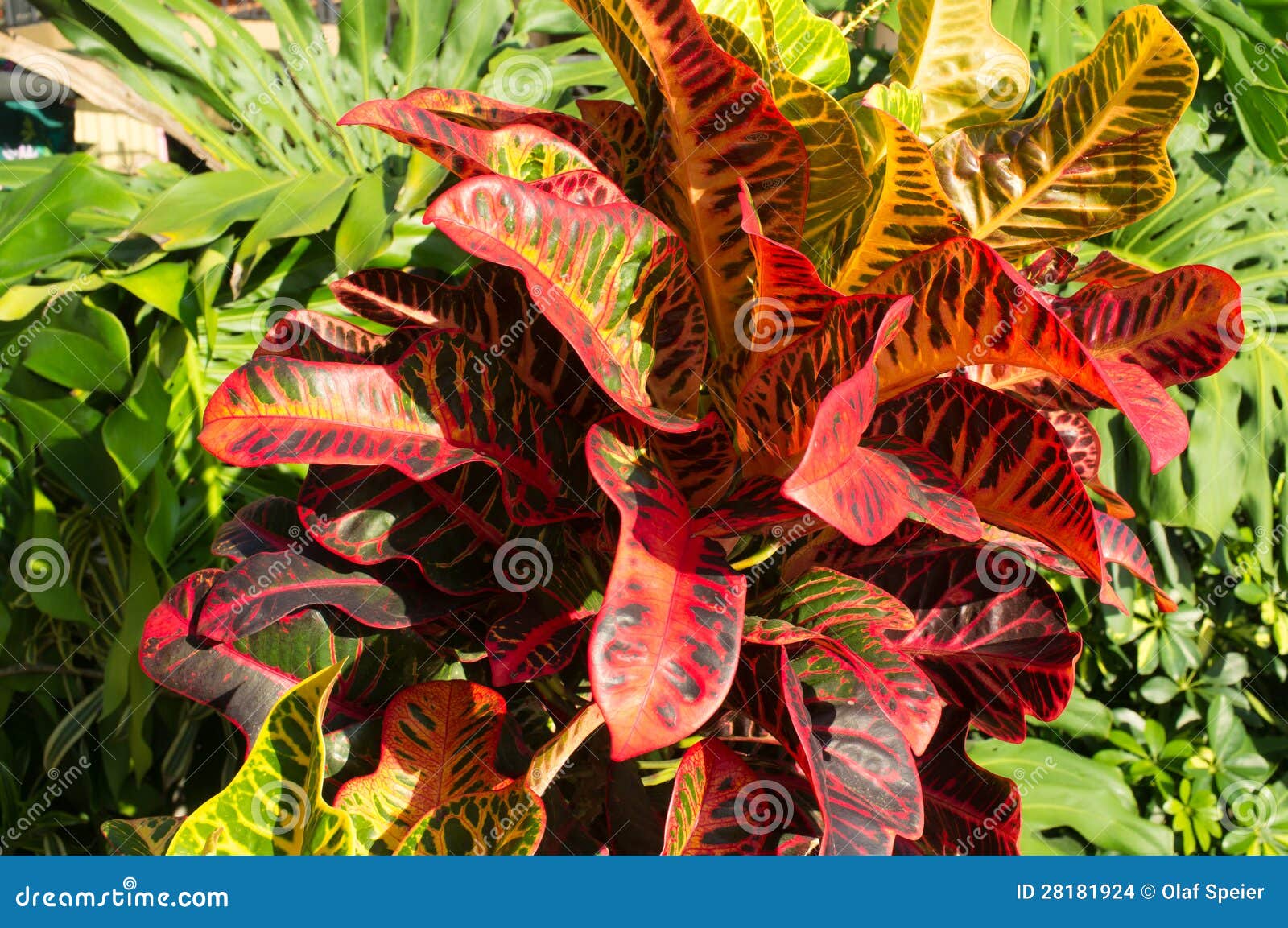 Tropical vegetation stock photo. Image of plants, vegetation - 28181924