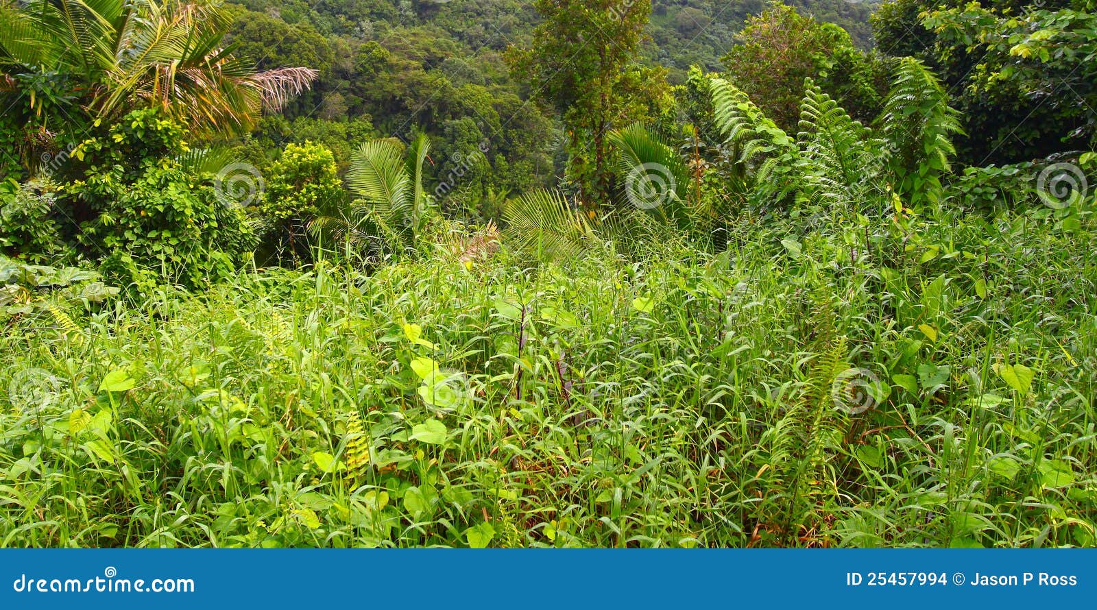 Tropical Vegetation Background Stock Photo - Image of terrain, states ...