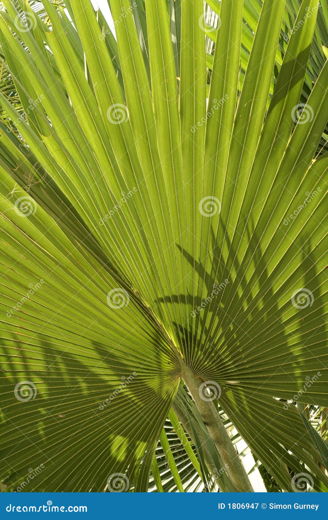 Tropical Vegetation Green Palm Fronds Stock Image - Image of lush ...