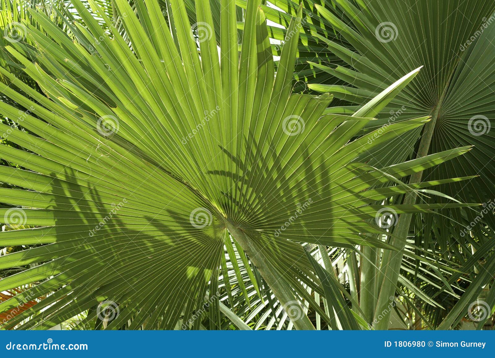 Tropical Vegetation Green Palm Fronds Stock Photo - Image of floral ...