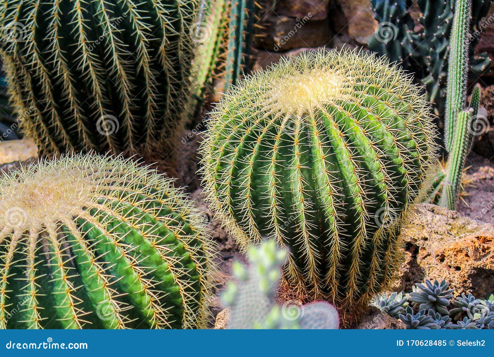 Tropical Vegetation, Large Round Cacti with Sharp Needles Stock Image ...