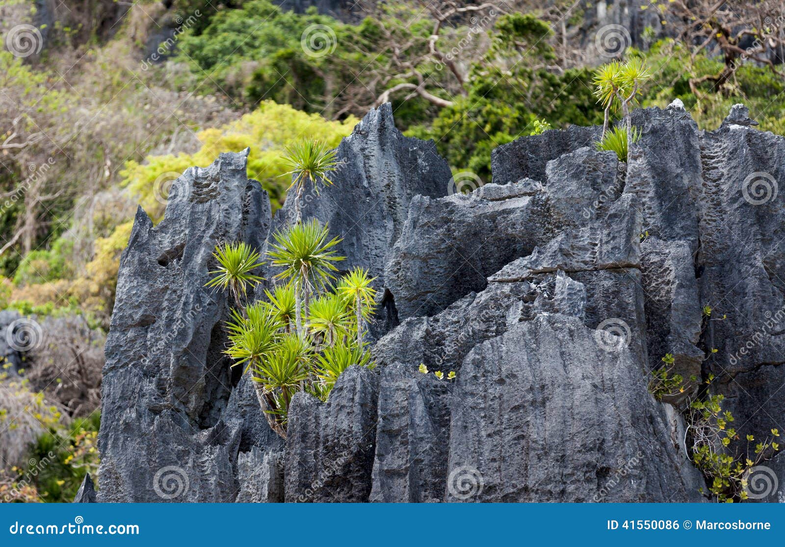 Tropical vegetation stock photo. Image of busuanga, rock - 41550086
