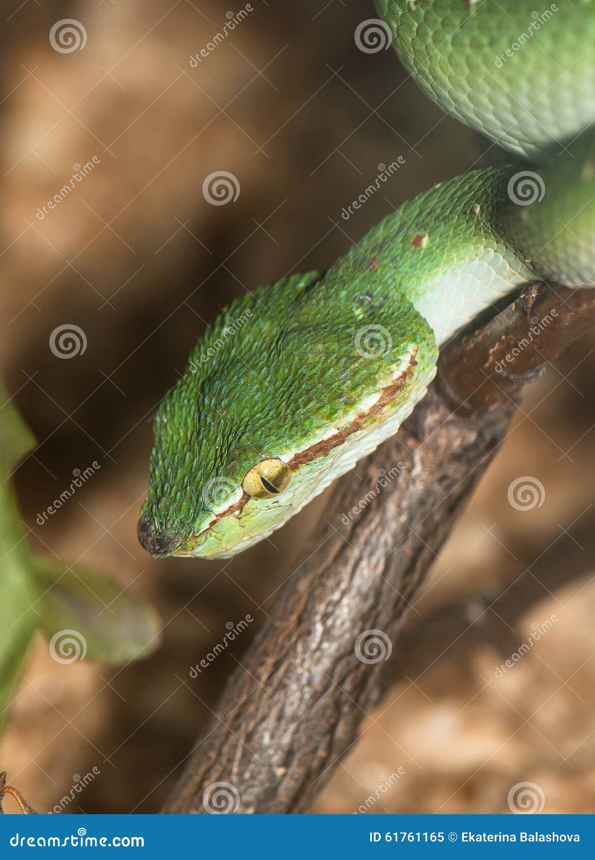 Tropical venomous snake stock image. Image of wildlife - 61761165