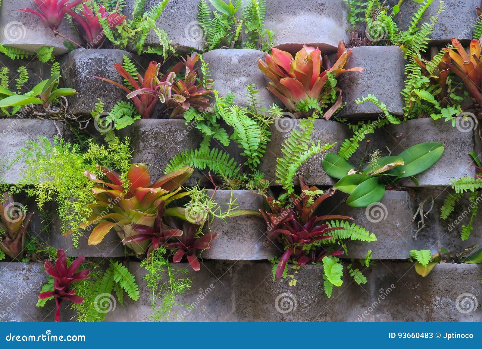 Tropical vertical garden stock image. Image of foliage - 93660483