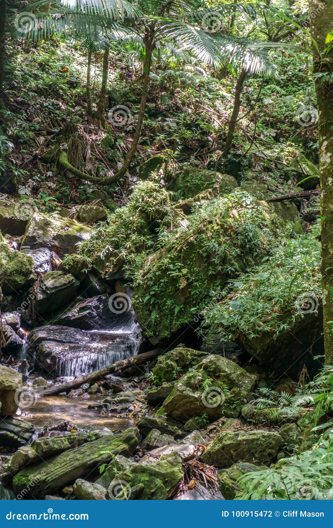 Nice Rainforest Stream stock photo. Image of nature - 100915472