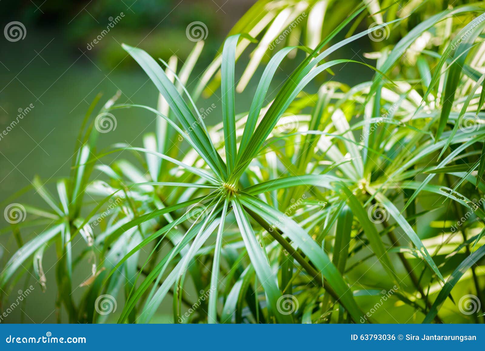 Tropical View. Papyrus Plants Stock Photo - Image of egypt, grass: 63793036