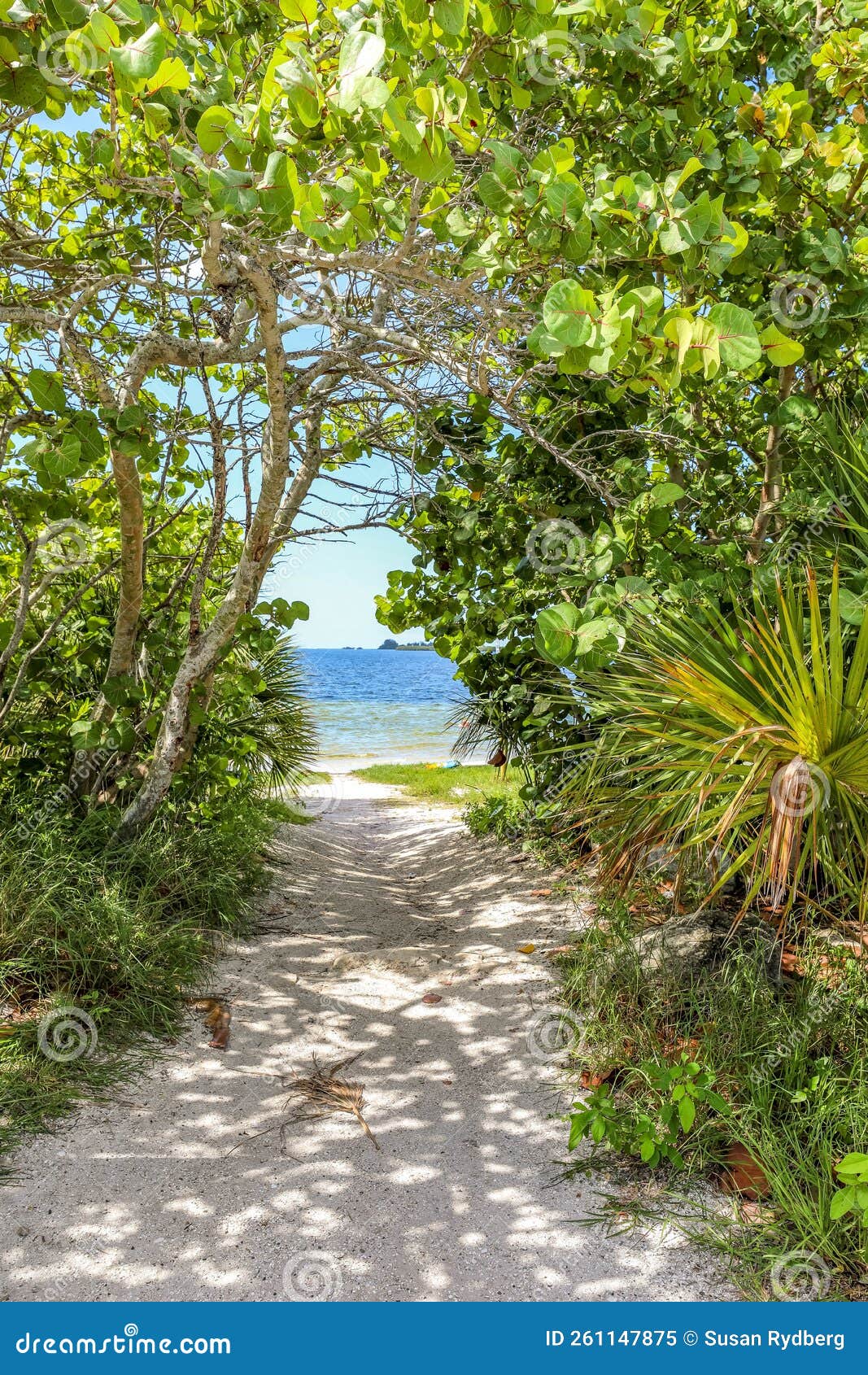 Tropical View of a Sandy Beach in Florida Stock Image - Image of garden ...