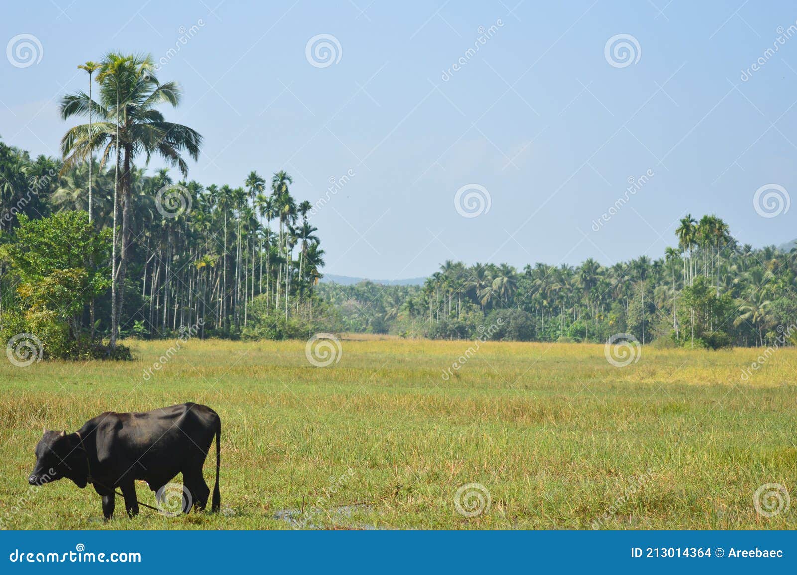 Tropical Village Paddy Field Kerala Stock Photo - Image of meadow ...
