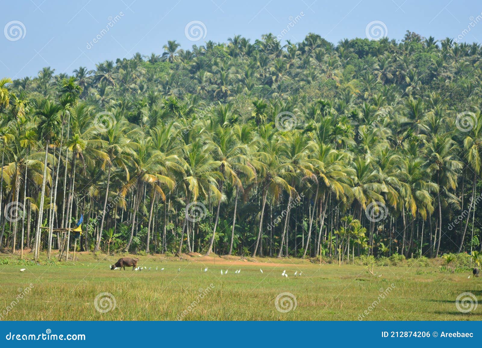 Tropical Village Coconut Field Kerala Stock Photo - Image of grassland ... Tropical Village Coconut Field Kerala Stock Photo - Image of grassland ...
