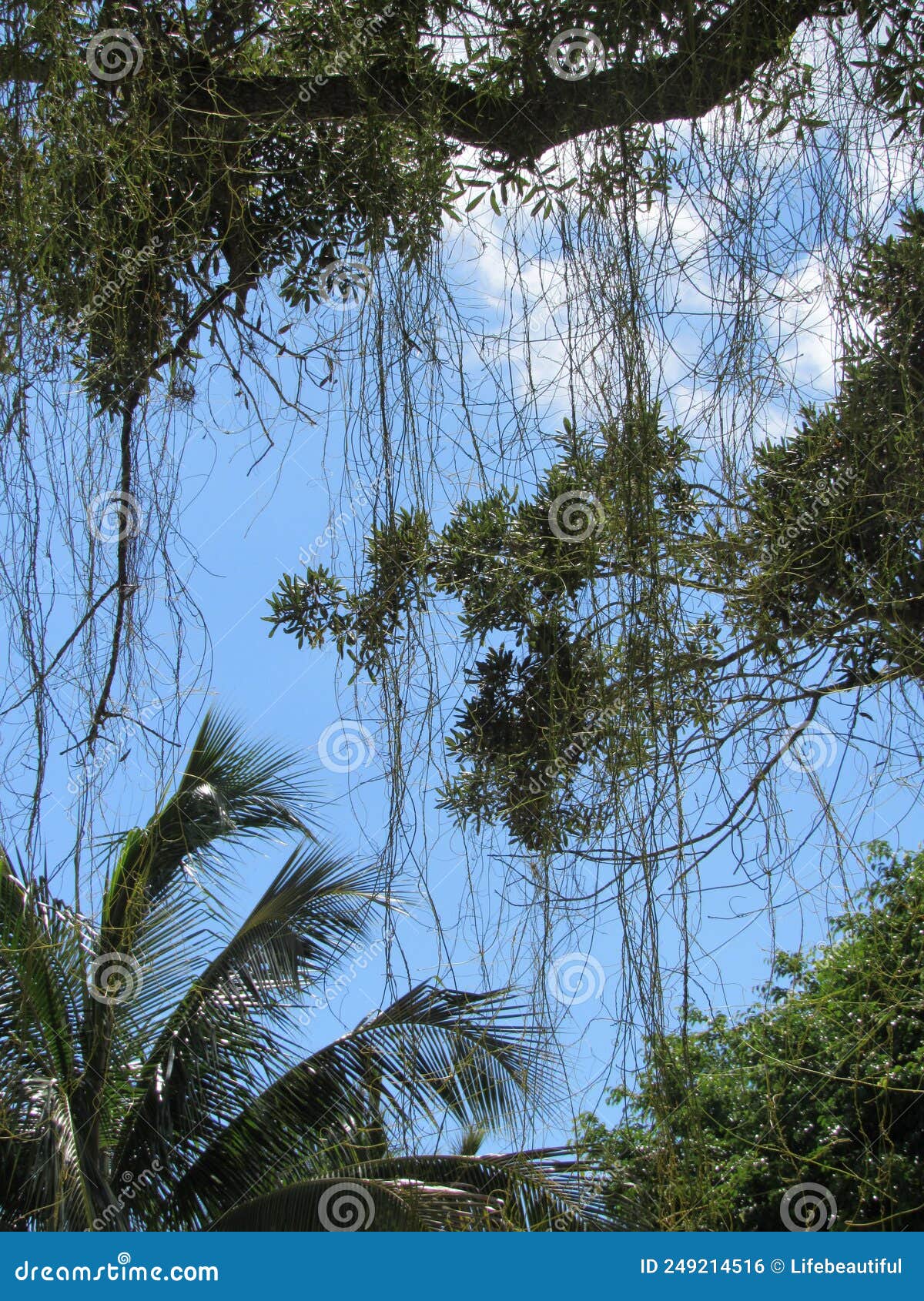 Tropical vines stock photo. Image of vegetation, plant - 249214516
