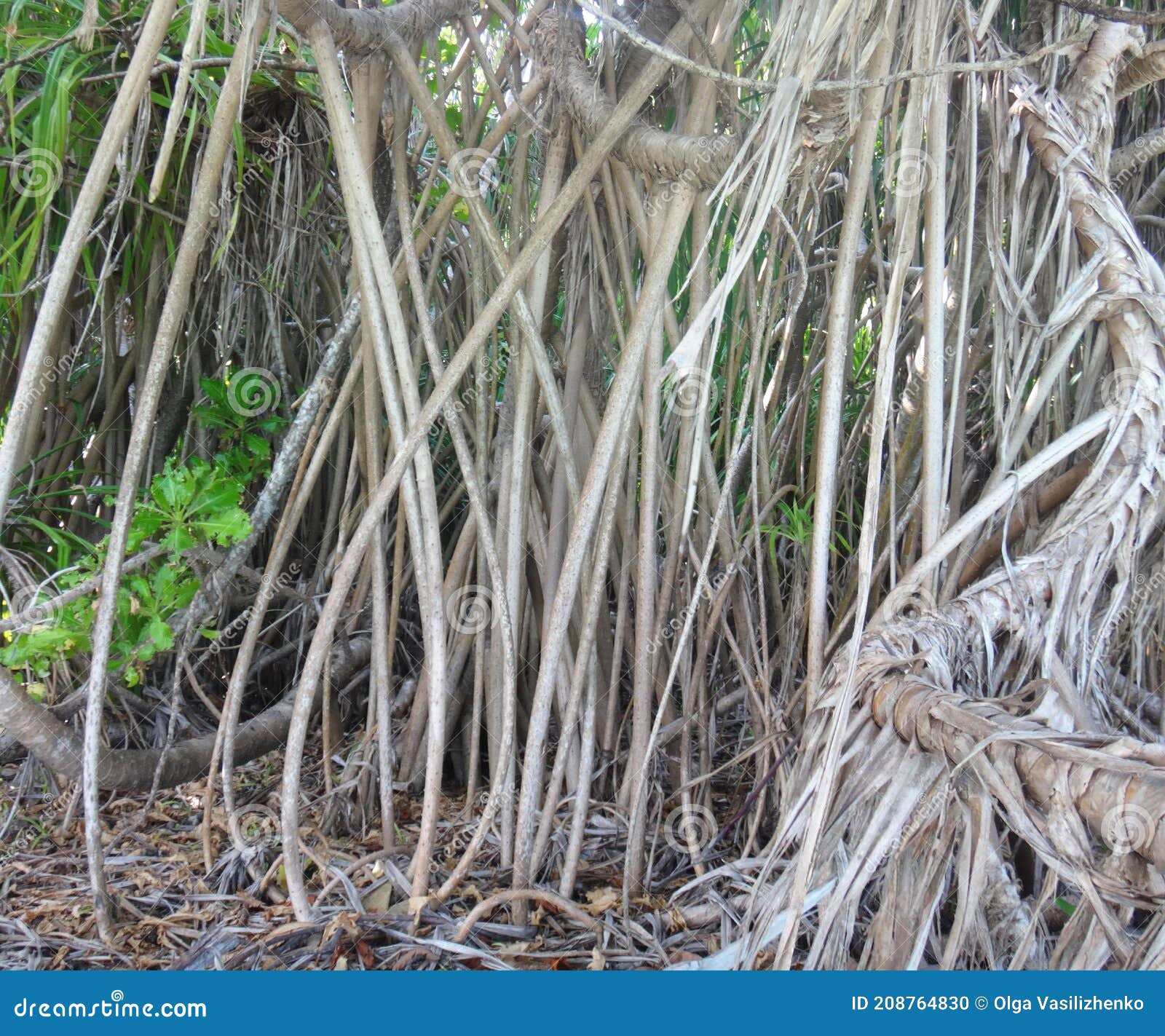 Tropical Vines. Large Tree Roots Stock Photo - Image of trunk, grass ...